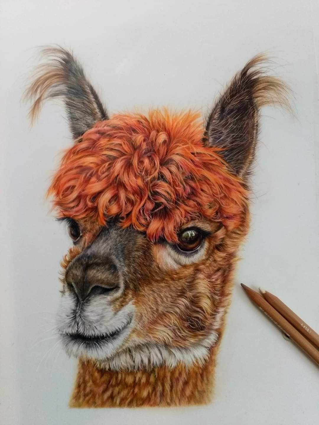 Fabulous Alpaca Andrea S Art